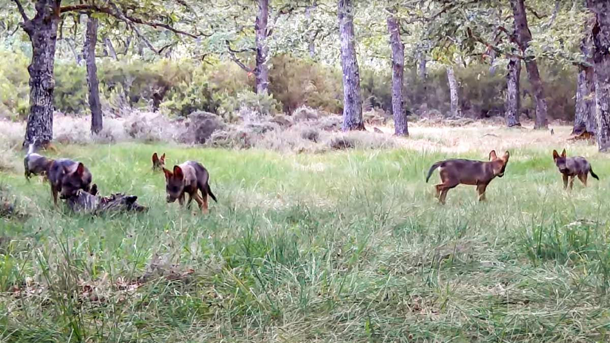 Las nuevas camadas lobos comienzan a llenar los montes: graban a una ...