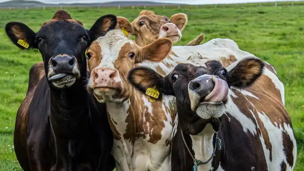 Convocan el concurso 'Miss Vaca' 2023: la res más atractiva se llevará ...