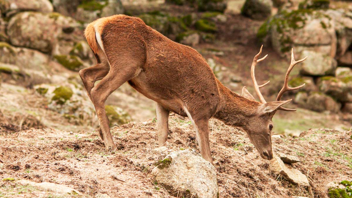 SCI Iberian Chapter y Fundación Artemisan colaborarán en la ...