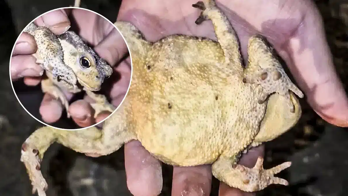 Encuentran un sapo común con cinco patas en Segovia
