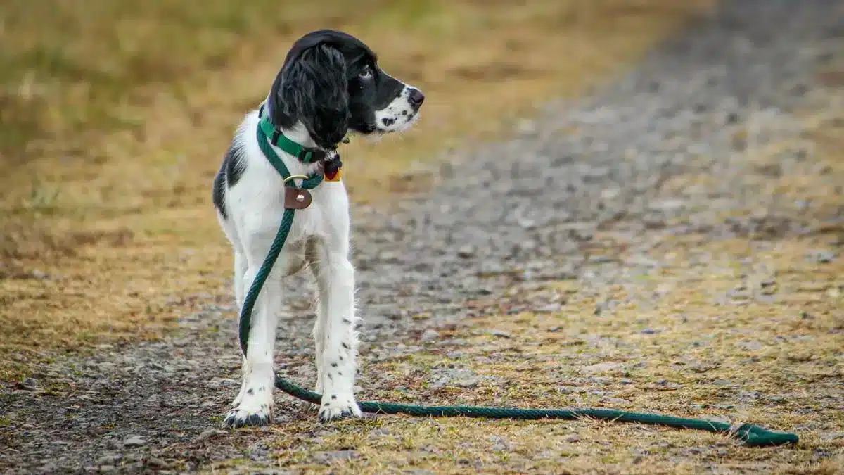 Como Recupero Mi Perro Robado