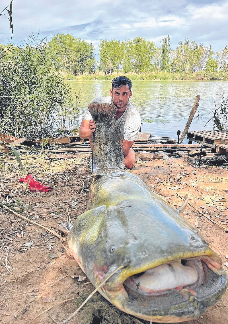 Pescan uno de los monstruos del río Ebro: un siluro de más de 2 metros ...