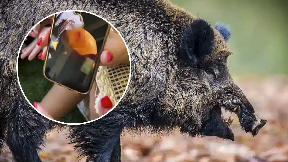 Una piara de jabalíes ataca y hiere de gravedad a una niña en Francia