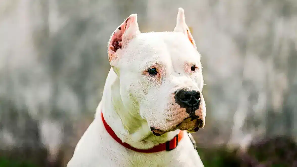 Denuncian a un rehalero y a un veterinario por el corte de orejas a 26 ...