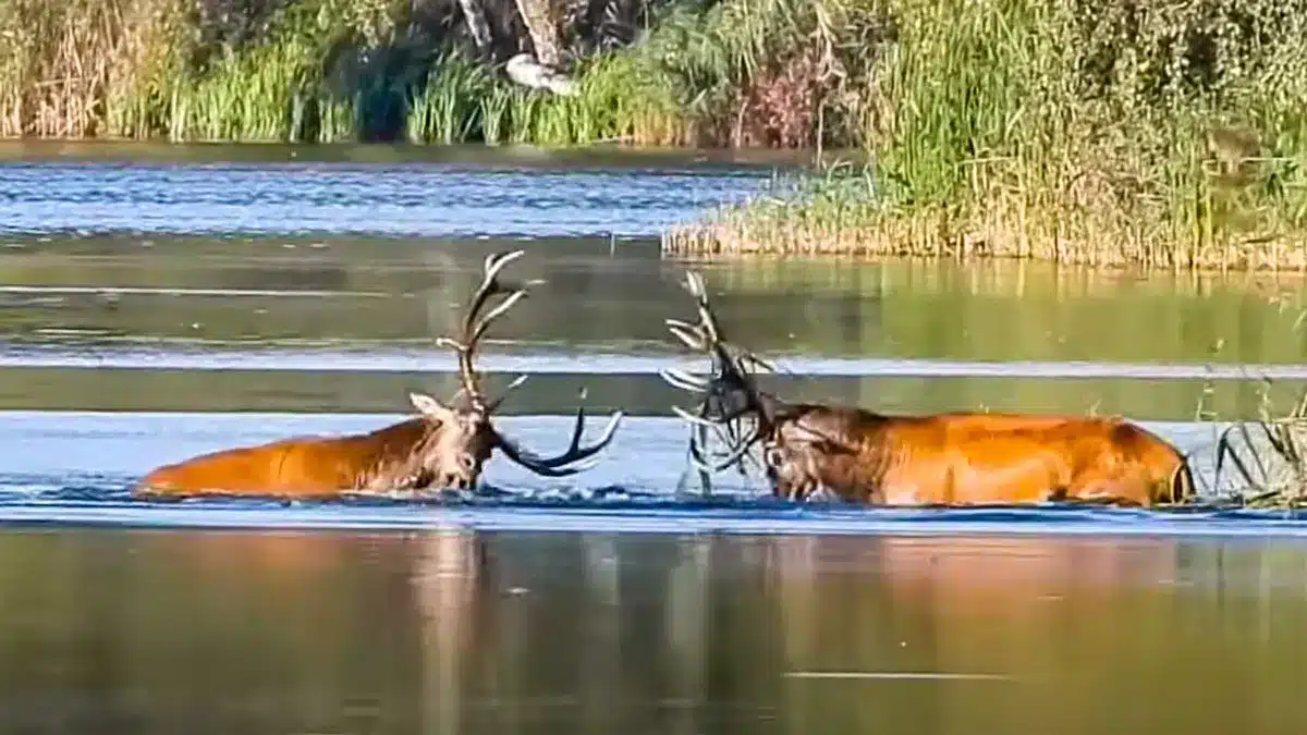 Dos ciervos en berrea se enzarzan en una pelea en el agua