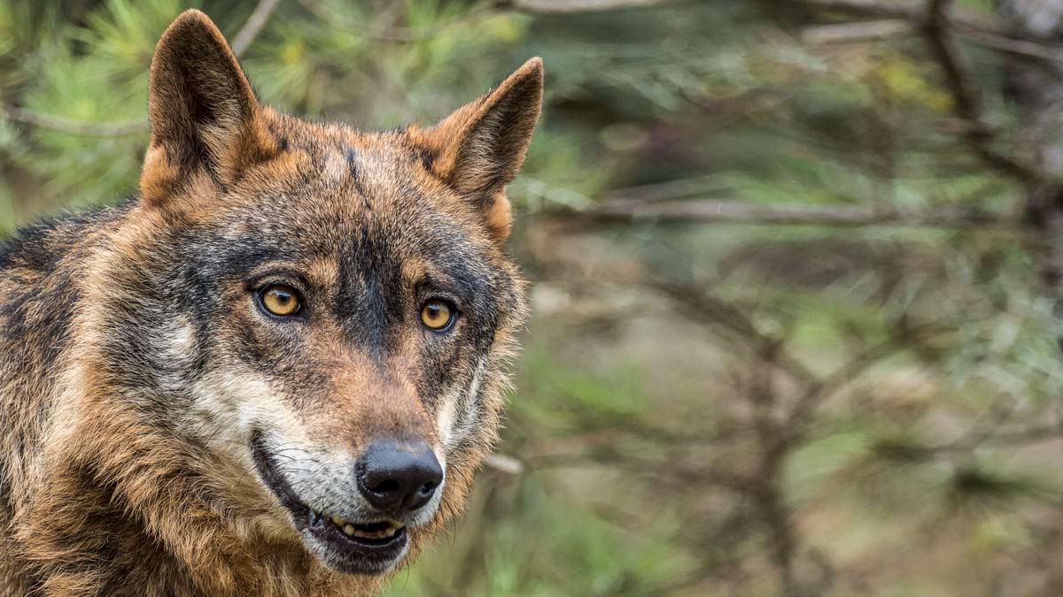 Castilla y León ya tiene una treintena de manadas de lobo más que hace ...