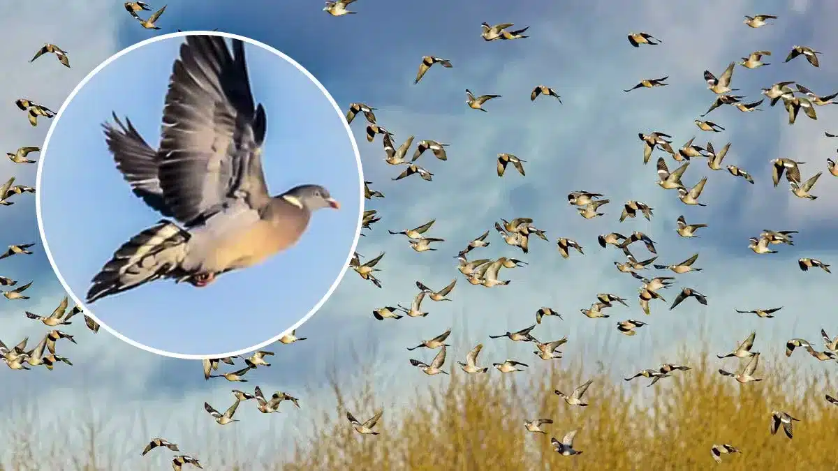 Más de 2 millones de palomas torcaces, a punto de entrar en España