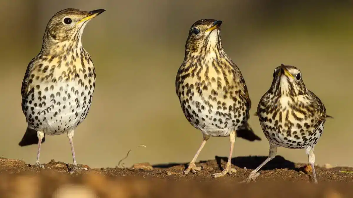 Una gran oleada de zorzales entra en España por los Pirineos