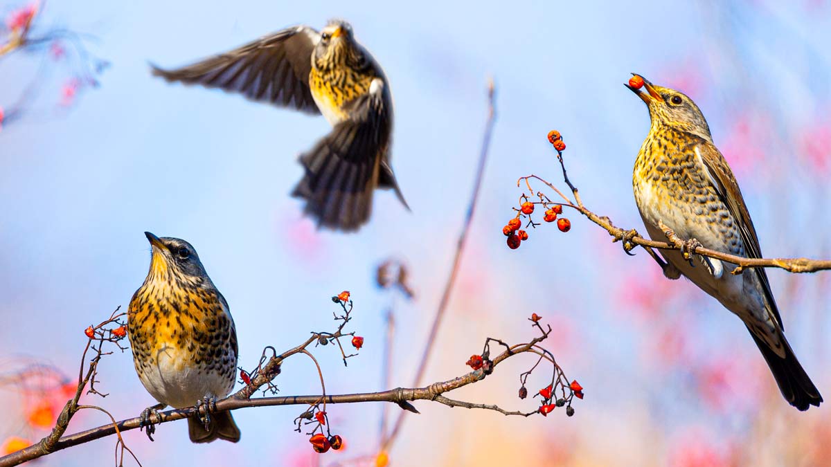 Los zorzales cruzan los Pirineos en masa de madrugada