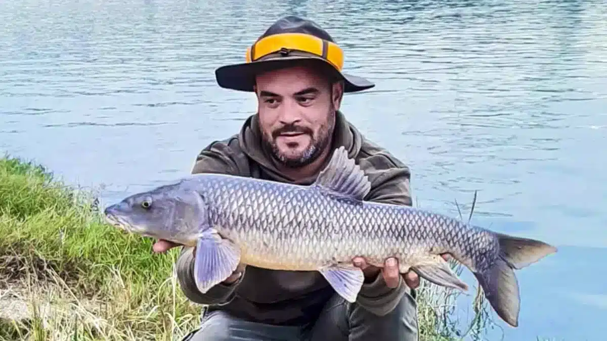 Pescan un barbo de 4 kilos en Sevilla utilizando un pepinillo del ...