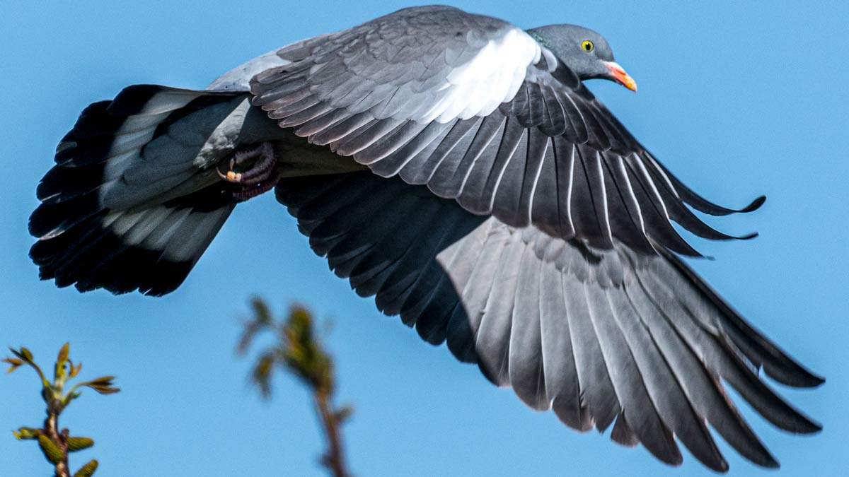 Casi dos millones de palomas llegan a España a través de los Pirineos