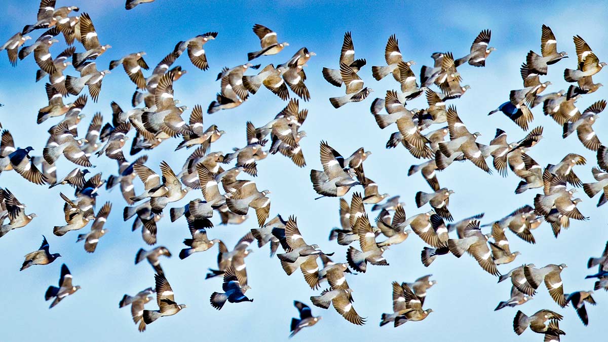 Una nube de medio millón de palomas entra en España desde Francia