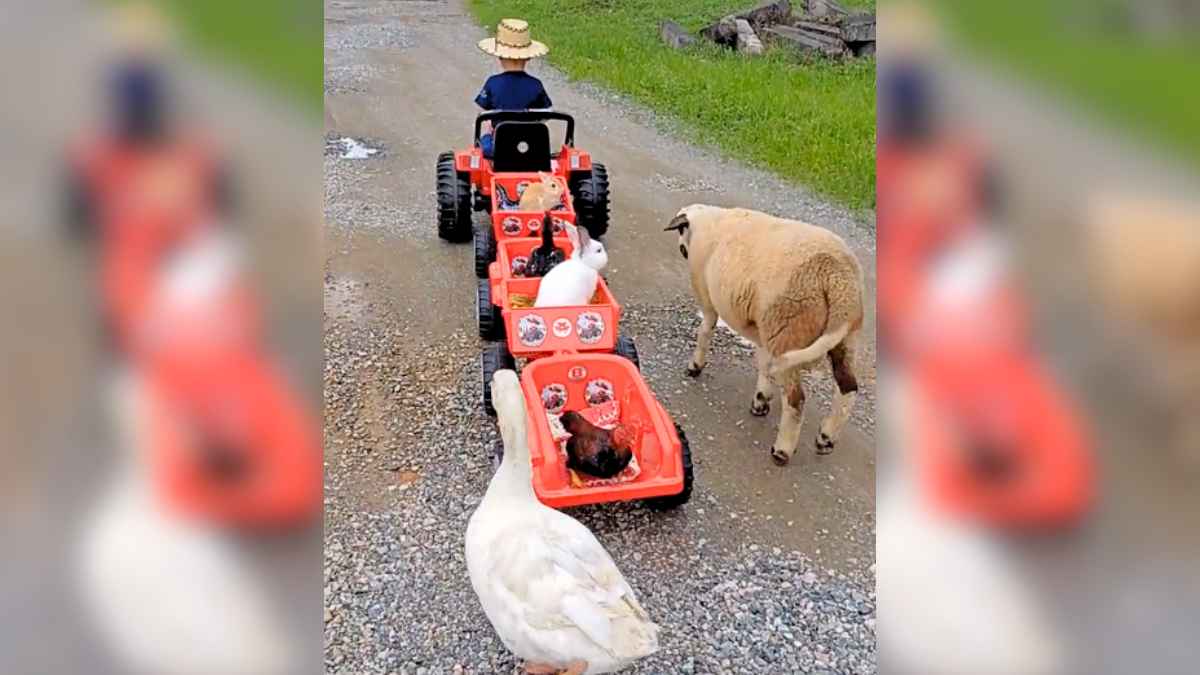 La tierna y viral imagen de un niño agricultor que pasea a sus animales ...