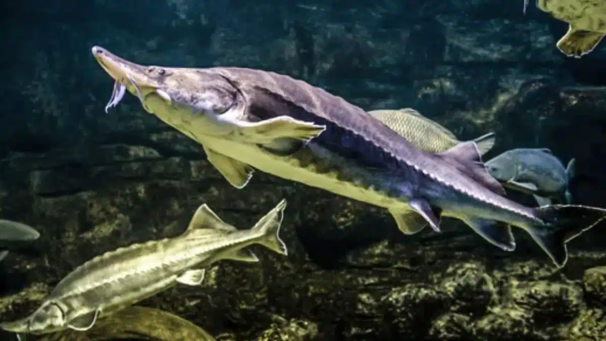 Sueltan más de cuarenta esturiones en el Ebro para recuperar la especie ...