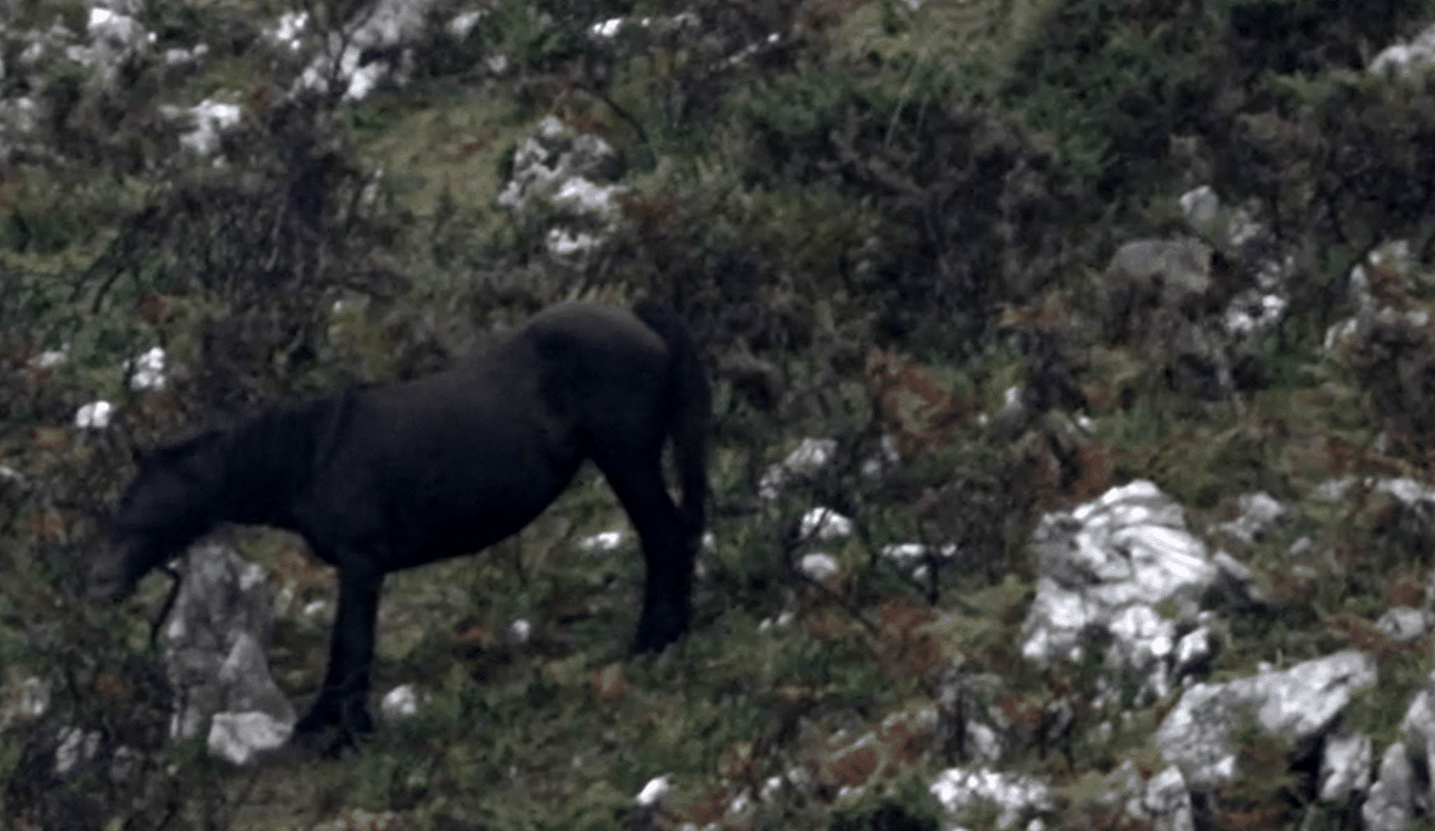 El tenso momento en el que un lobo ibérico se encuentra con dos ...