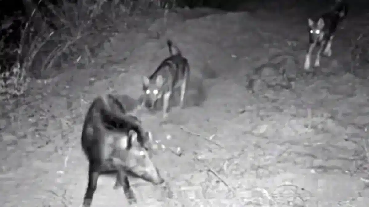 Una cámara trampa graba a un jabalí en apuros: dos lobos lo rodean