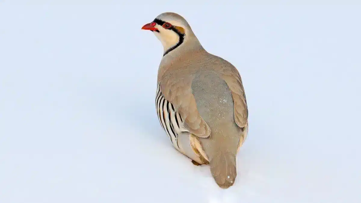 Alectoris graeca: la perdiz que se extinguió en España