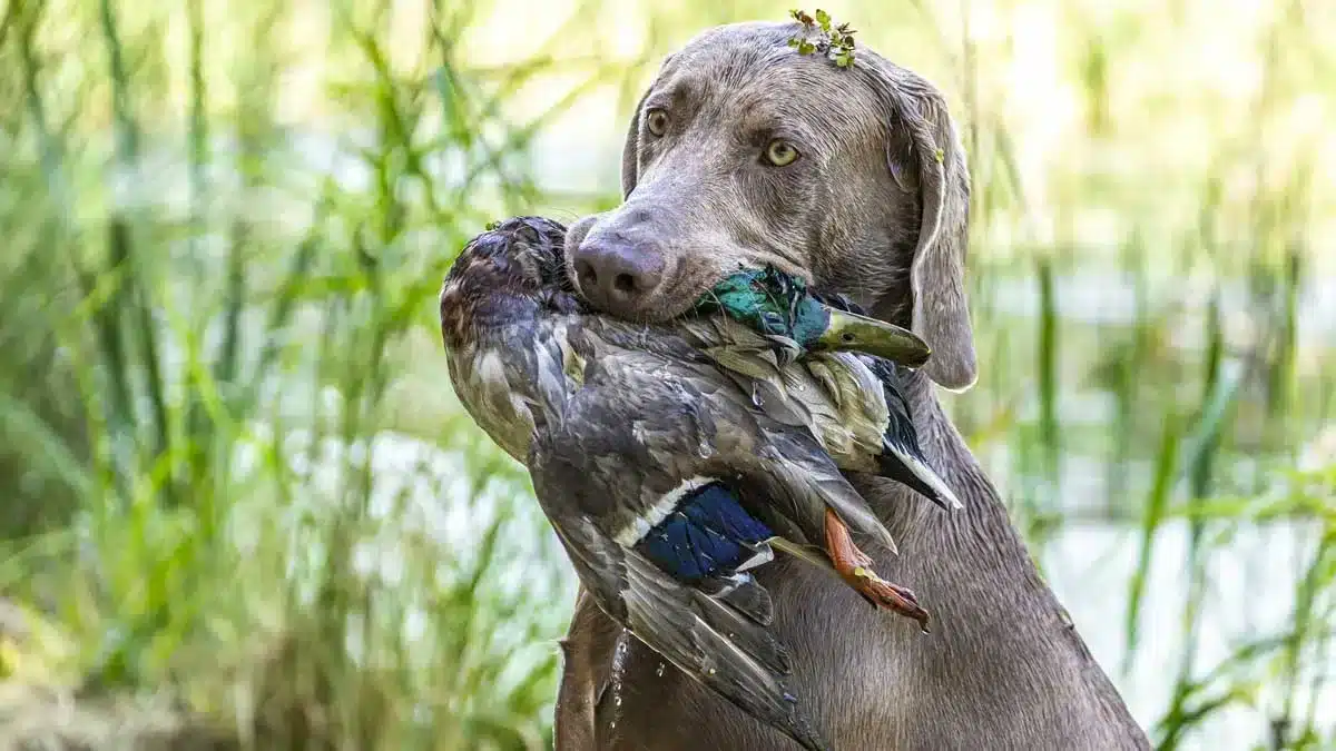 Braco de Weimar. Conoce a este increíble perro de caza