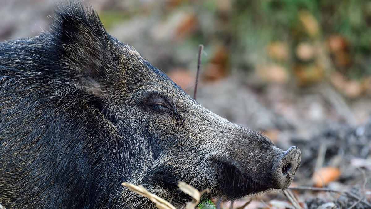 Un cazador tiene que meterse en la cama de un jabalí para conseguir que ...
