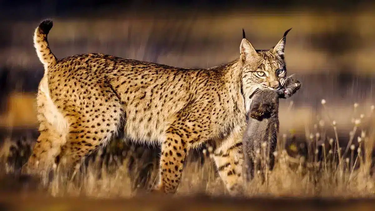 La Junta de Castilla y León planea soltar linces en Palencia y Zamora
