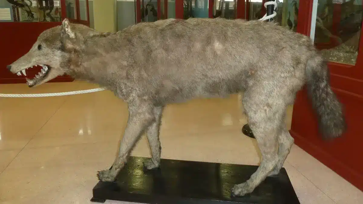 Así era el lobo ibérico levantino, la subespecie que se extinguió de la ...