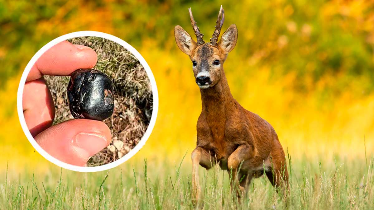 La piedra bezoar: el tesoro que los cazadores pueden encontrar en el ...