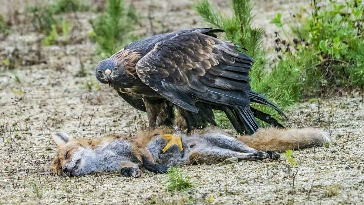 Aparecen animales muertos en un coto de caza de Zamora y la Junta se ...