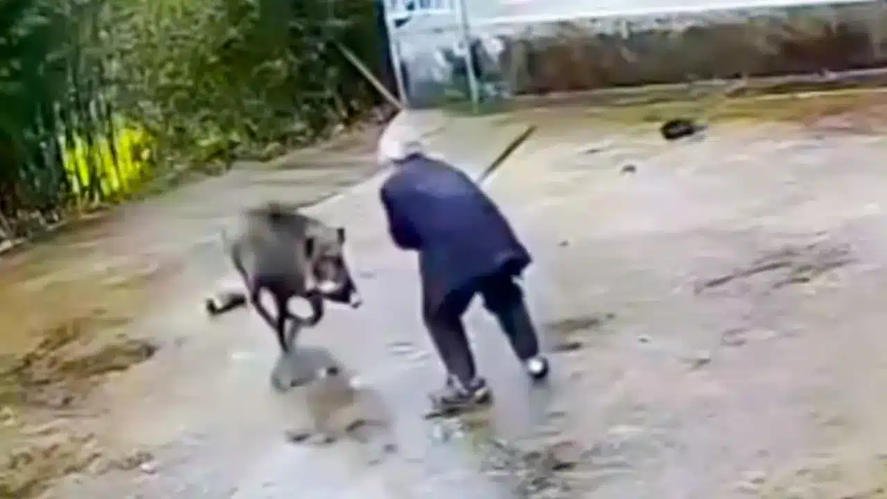 Un anciano sufre uno de los ataques de jabalí más salvajes jamás vistos