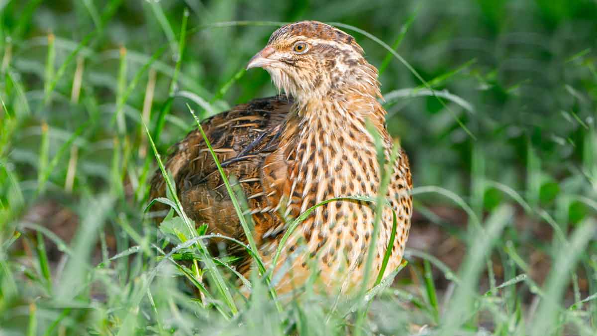 Los secretos de la sorprendente cría de la codorniz
