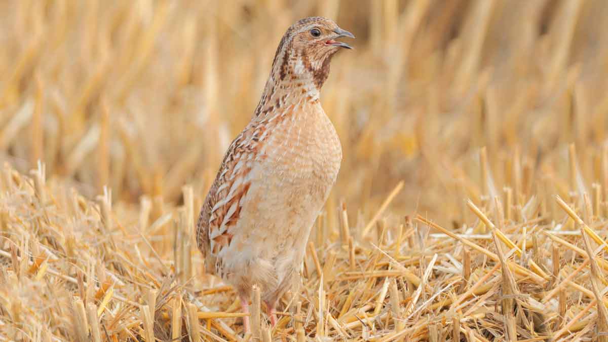 ¿Podremos seguir cazando las codornices?