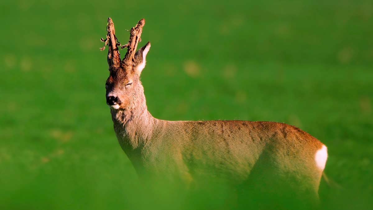 Corzos: así es su cuerna durante el mes de abril
