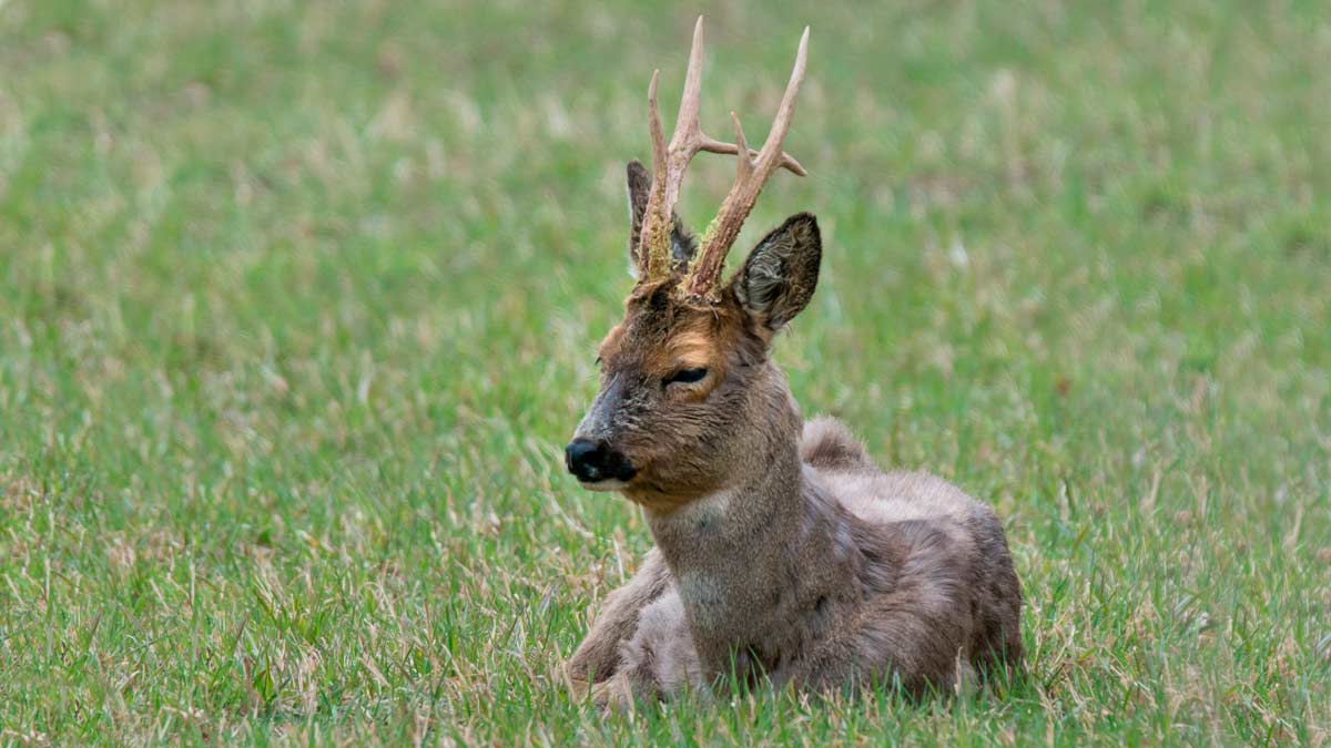 Corzos: así es su cuerna durante el mes de abril - Revista Jara y Sedal