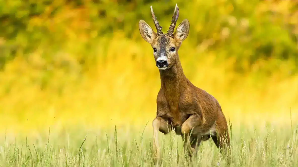 Cómo preparar un trofeo de corzo en 10 sencillos pasos