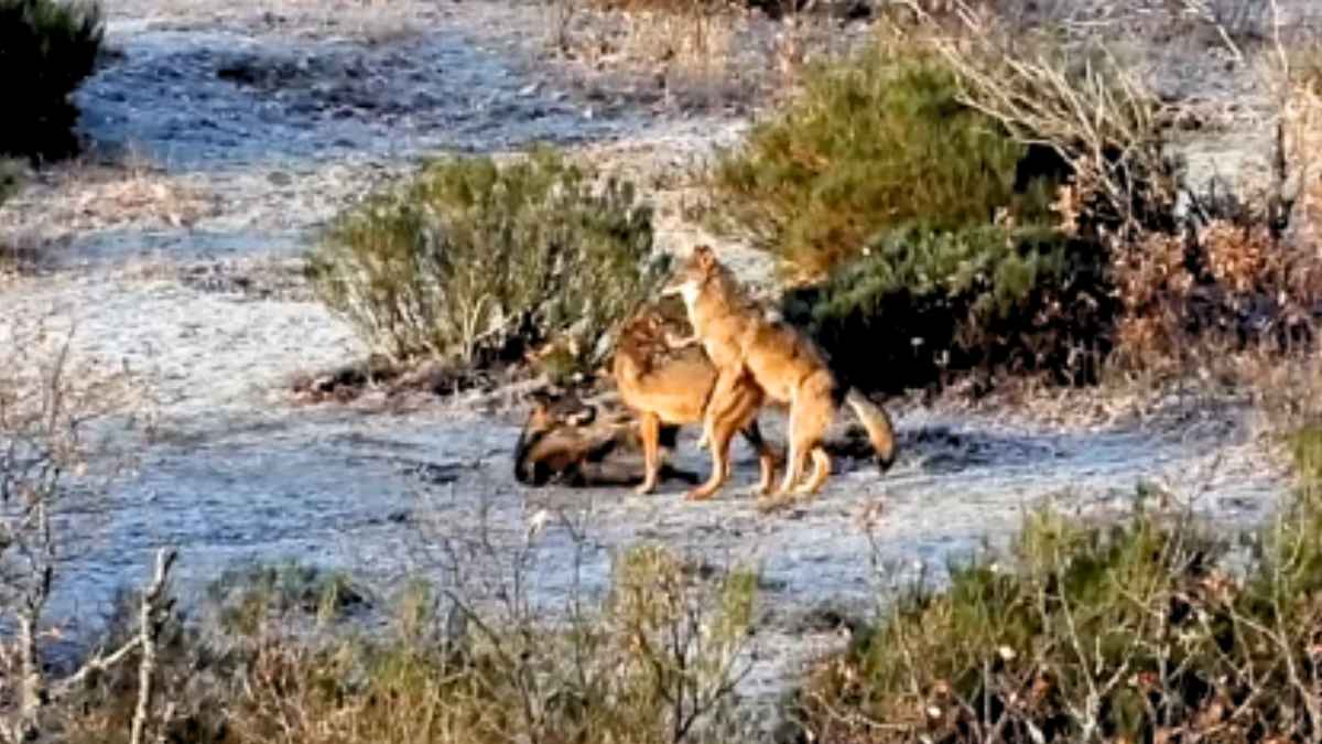 Graba a un lobo apareándose con una loba en Cantabria
