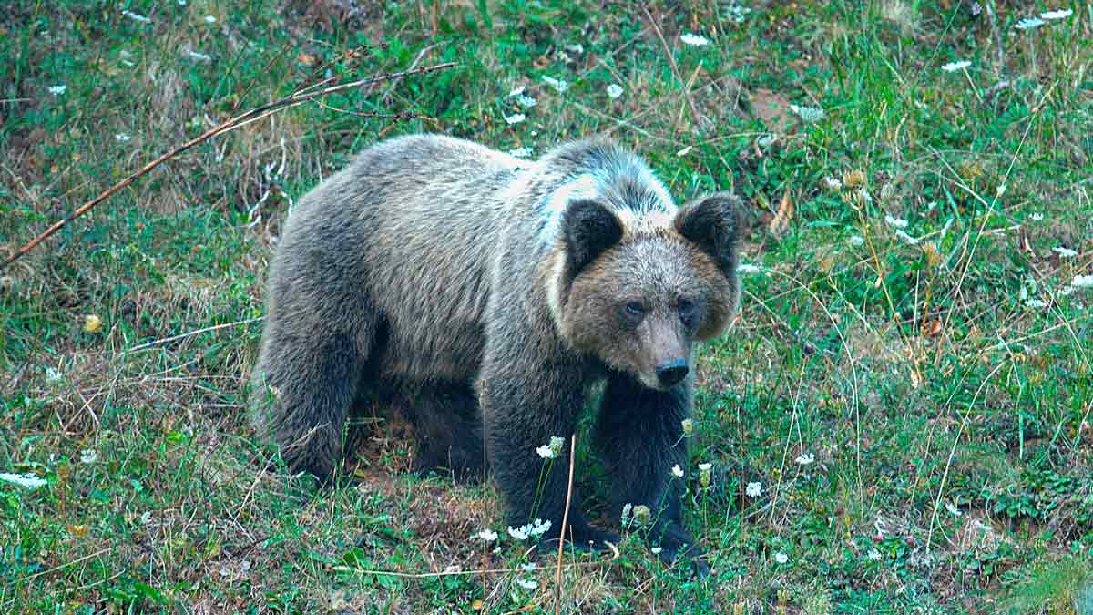 Un hombre se encuentra con un oso a plena luz del día en un pueblo de León