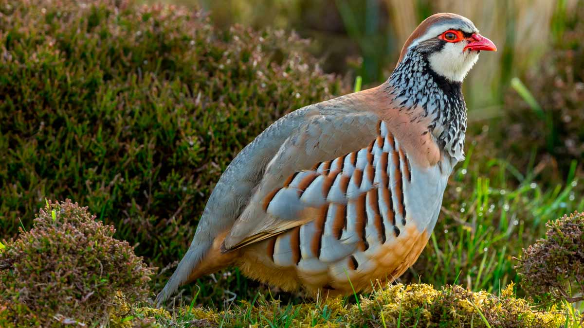 ADEMAC dona 3.000 perdices al banco de alimentos de Ciudad Real