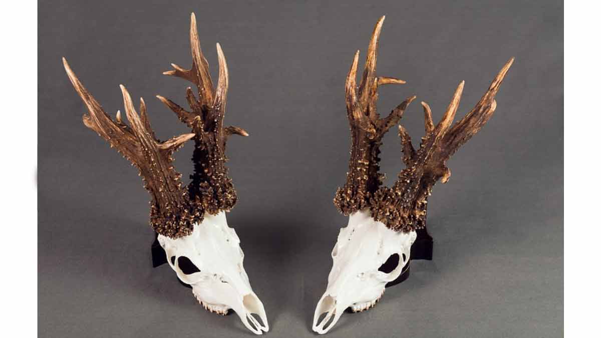 Esta temporada de corzo podría ser la mejor de los últimos años