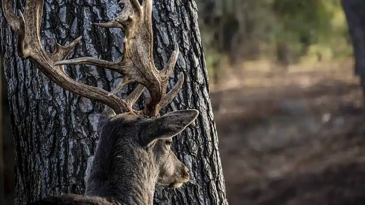 Esta es la multa que tendrán que pagar cuatro furtivos por matar un ...