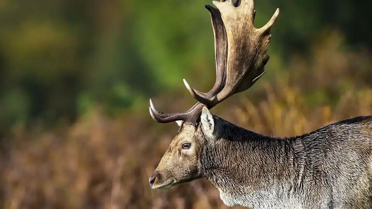 Todo lo que debes saber sobre el gamo y su caza