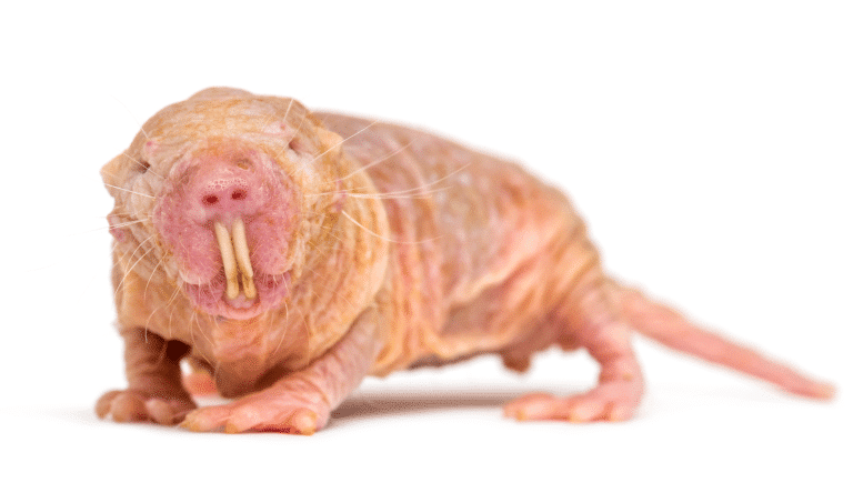 Así son los seis animales más feos del mundo