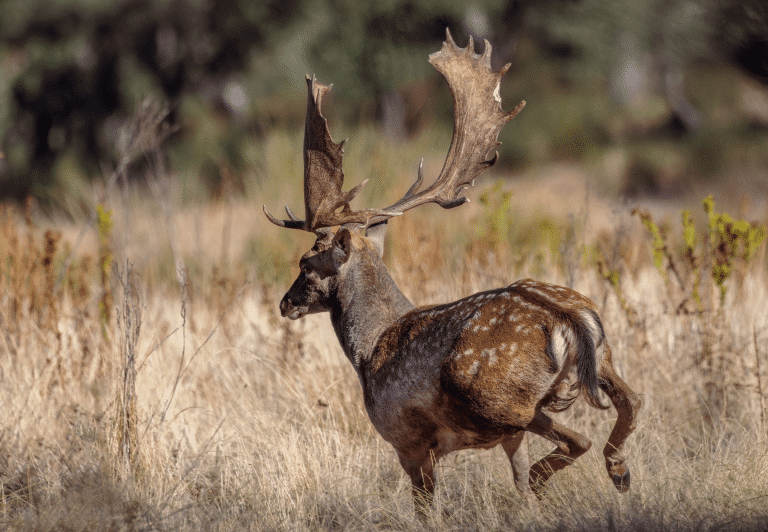 Todo lo que debes saber sobre el gamo y su caza