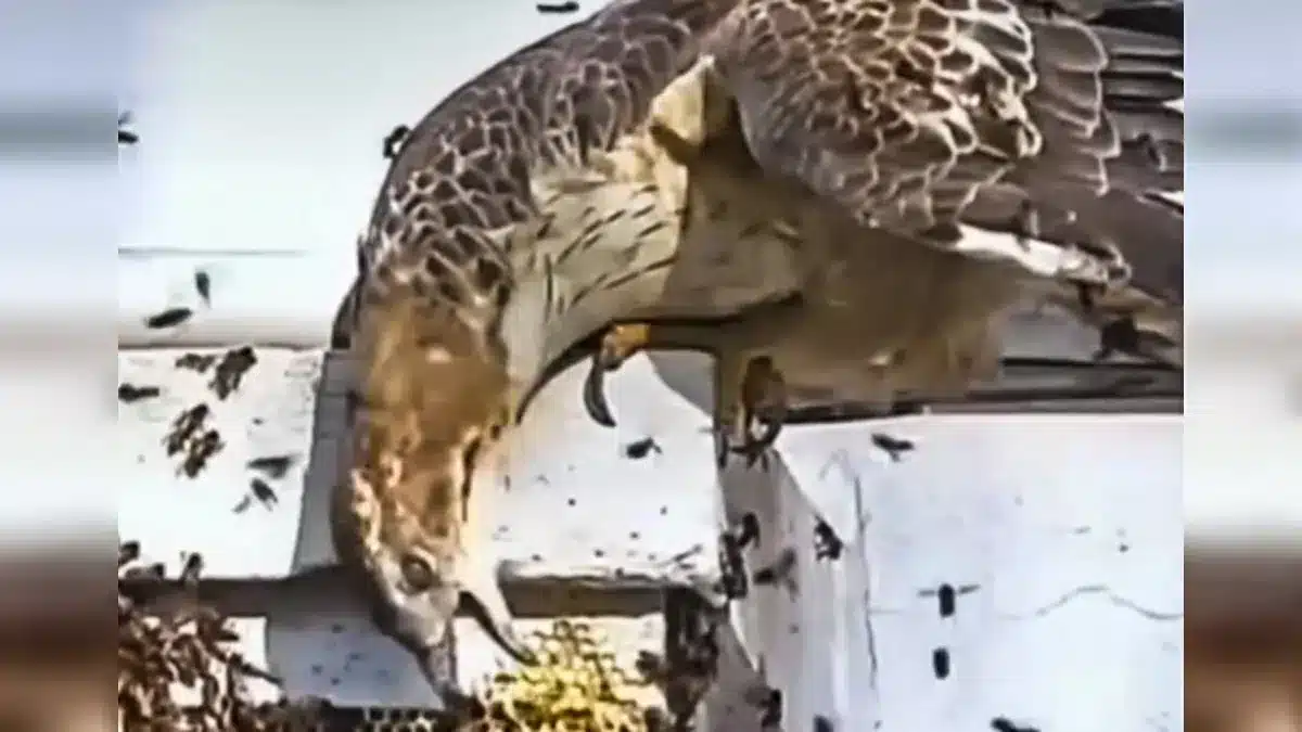 El abejero europeo, un eficaz aliado con la temida avispa asiática