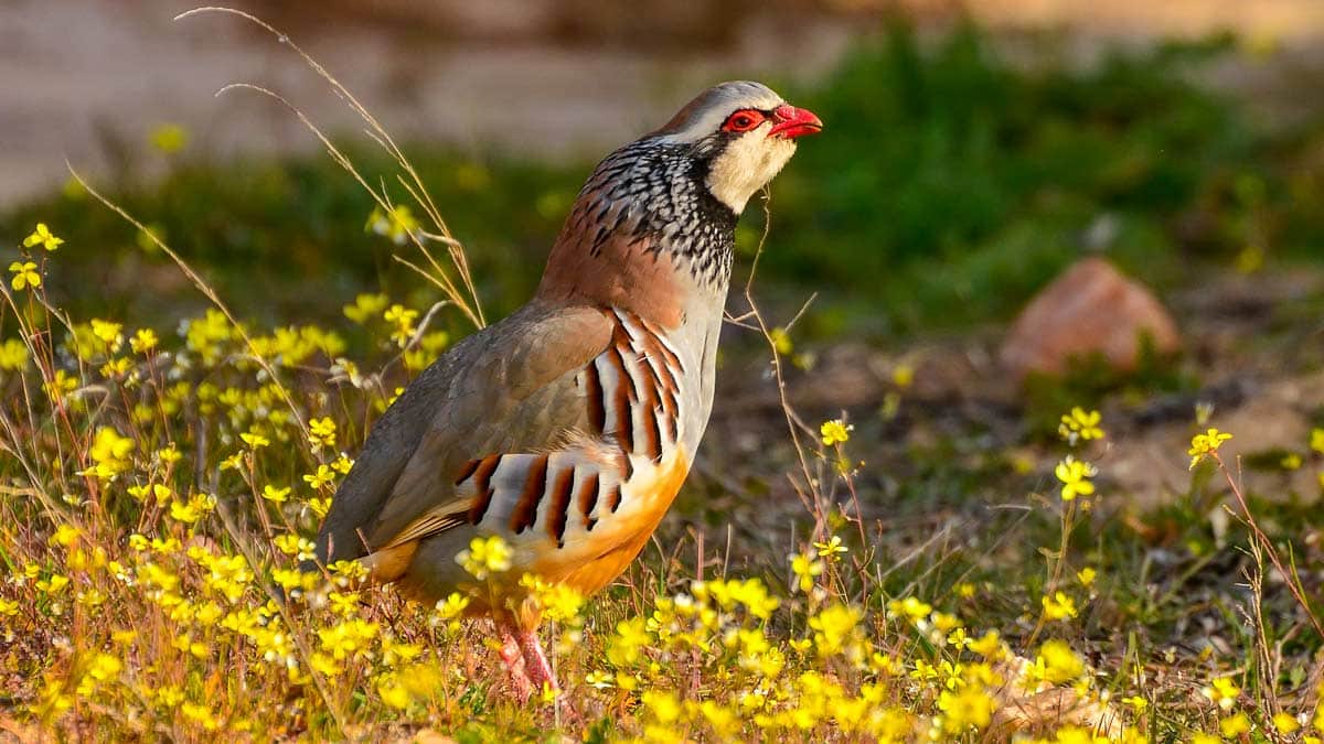 Así es el canto de la perdiz roja macho