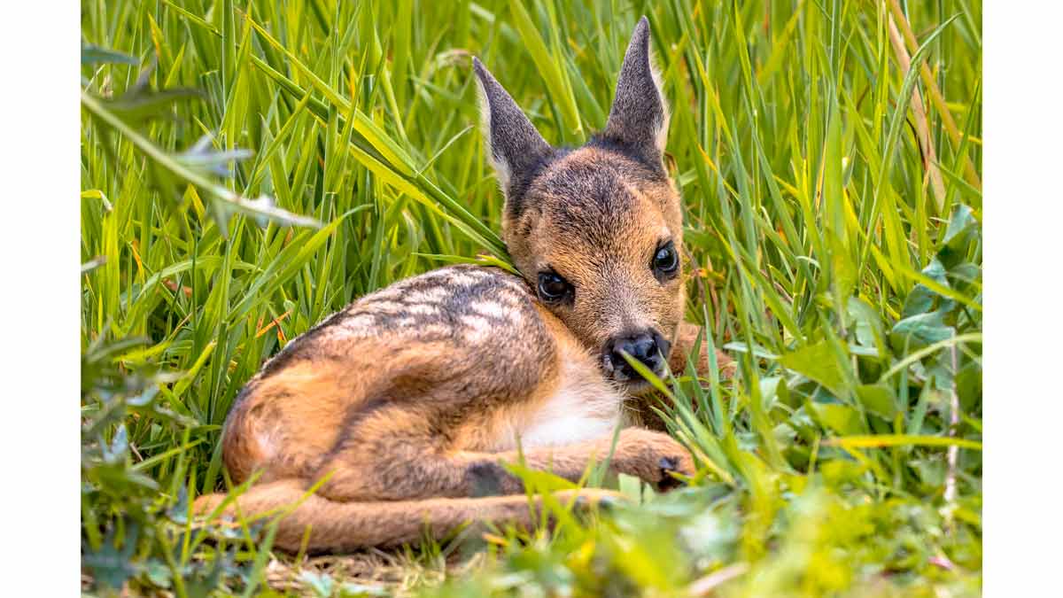 Un agricultor descubre un tesoro entre el pasto: tres corcinos paridos ...
