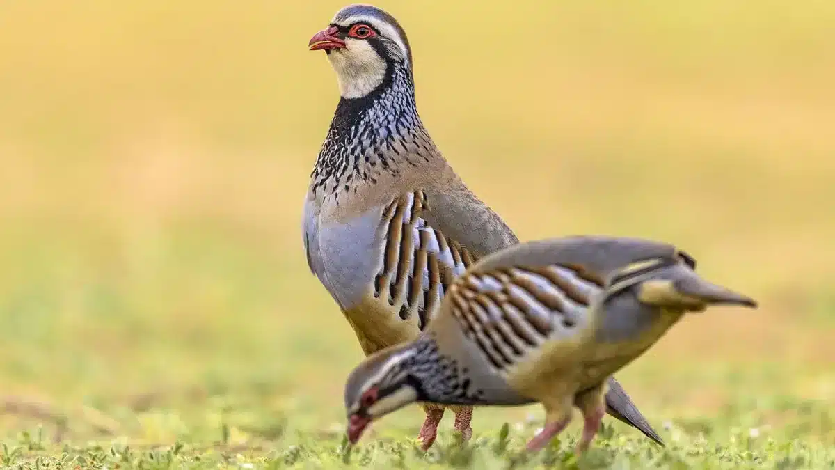 10 aspectos que deberías revisar si quieres tener perdices en tu coto