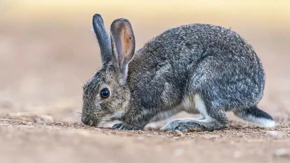 Descubren un alimento que puede ayudar a los conejos a inmunizarse ...