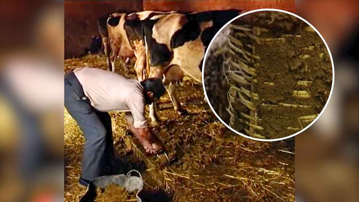 Así utilizaban antiguamente las boñigas de las vacas para fabricar miel