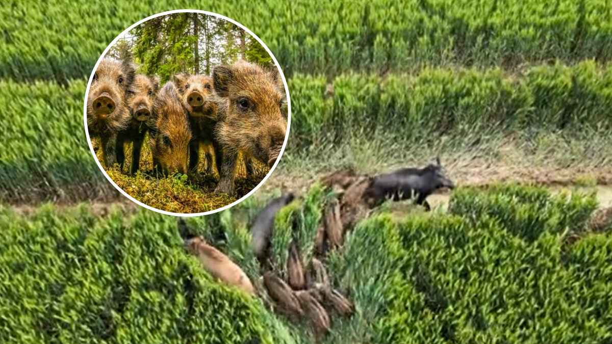 Un dron descubre el escondite de una gran piara de jabalíes en un cultivo