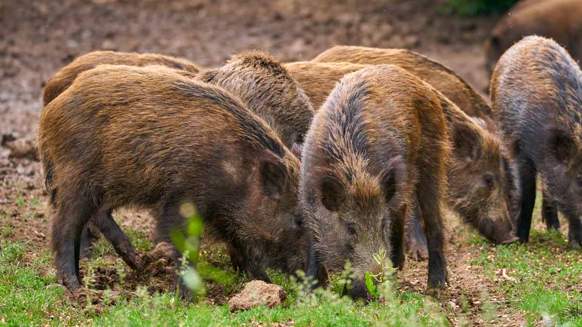 El número de jabalíes cazados en Salamanca se multiplica por cuatro en ...