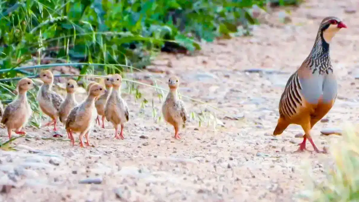 Una perdiz roja enseña a sobrevivir a sus polluelos recién nacidos